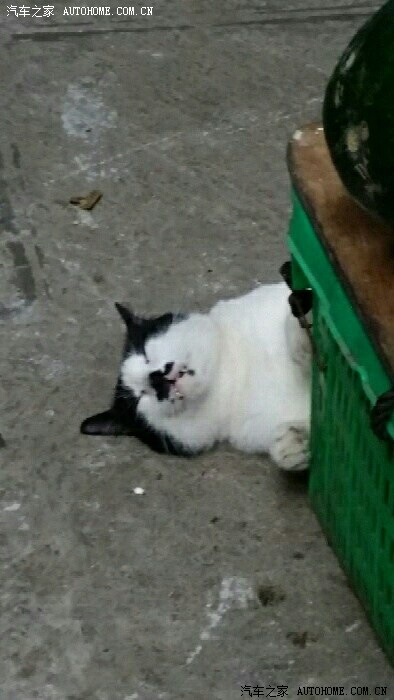 【图】萌猫～～经典中的经典！不看会后悔地～_荣威350论坛_汽车之家论坛
